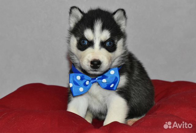 Малыши Хасята