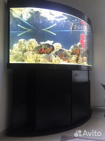 Аквариум угловой 550 литров