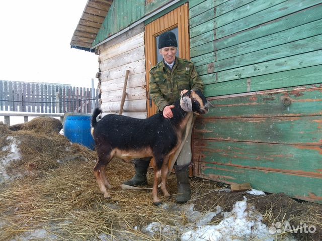 Нубийские козлы