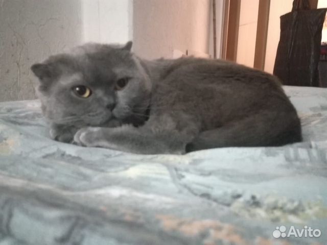 Отдам в добрые руки