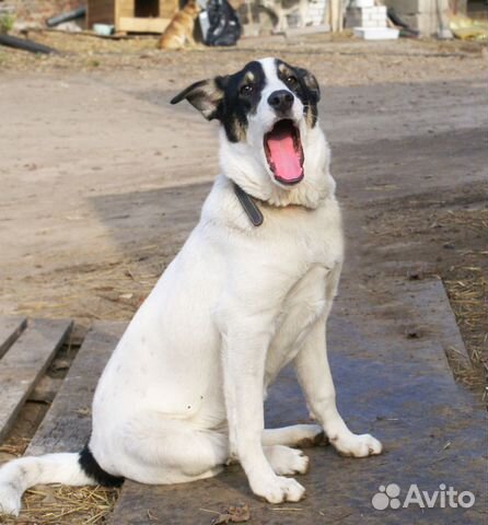 Веселая и активная Шумка