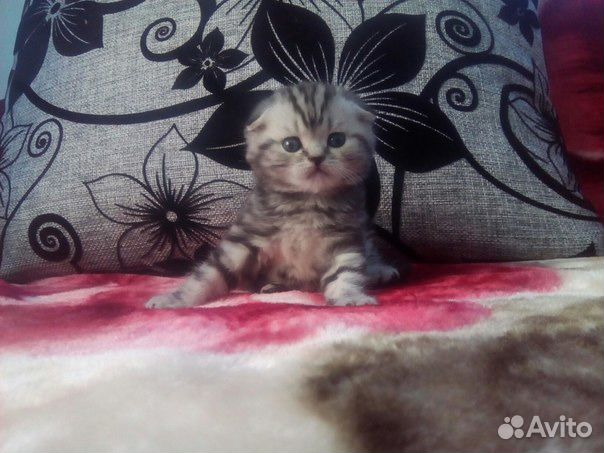 Котёнок вислоухий
