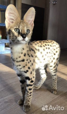 Домашние котята Сервала