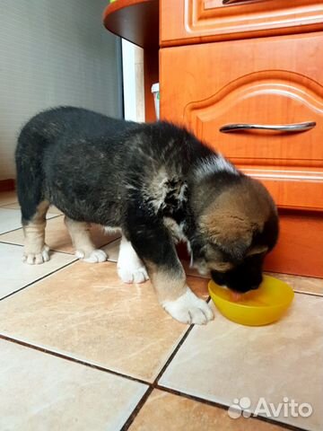 Отдадим в добрые руки очаровательного малыша