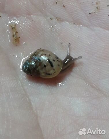 Отдам маленьких улитят ахатин