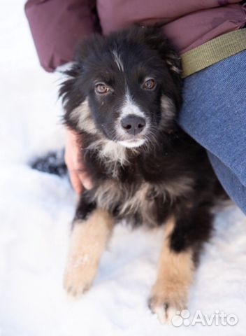 Робби ищет своего человека