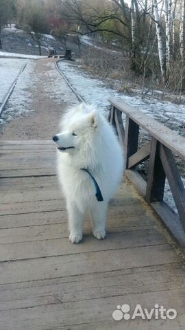 Самоед. Подросток