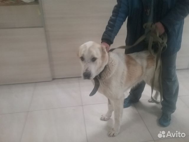 Алабаи в добрые руки