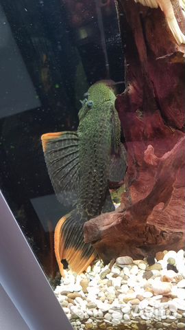 Pseudacanthicus Leopardus Cactus L600