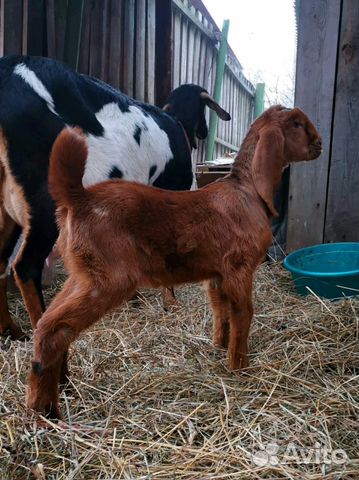 Коза нубийская+камори отличные пацаны