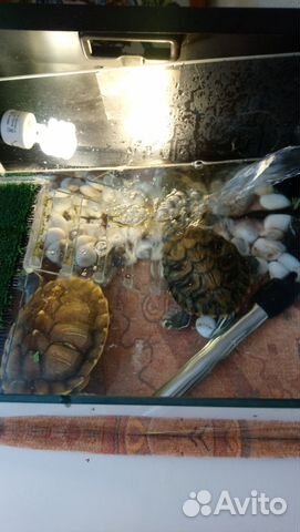 Черепахи-красноушки