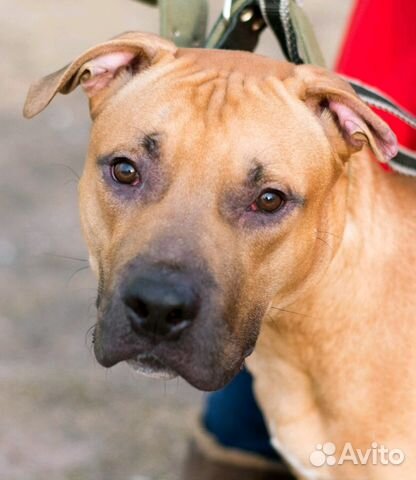 Талес. Помесь стафа