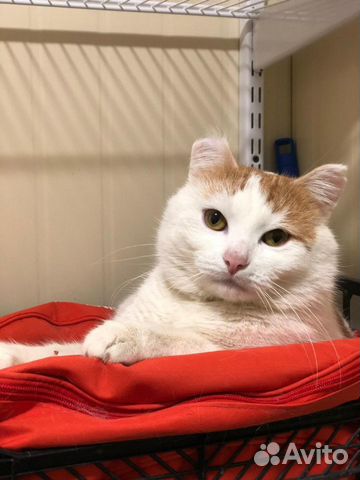 Молодой кот в добрые руки