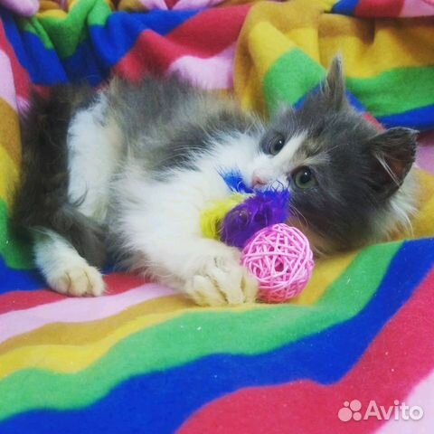 Котенок Изабель