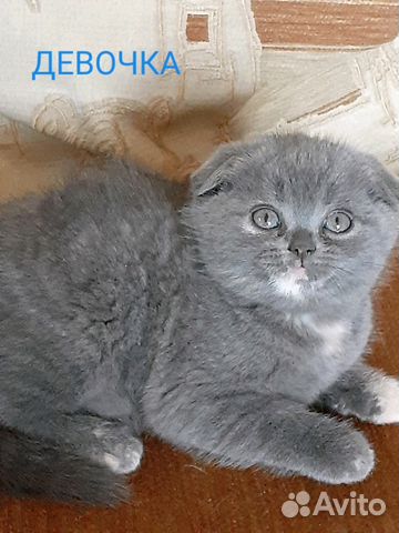 Шотландская