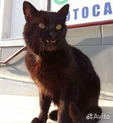 Уфа. Сос. Кот в беде