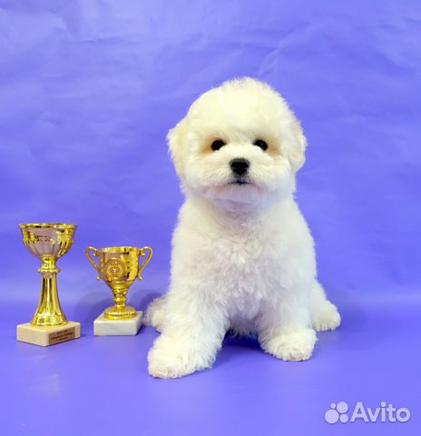Супер девчонка Бишон фризе. Шоу класс