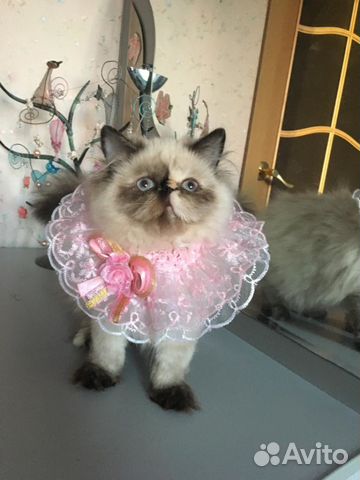 Гималайский персидский котёнок (Marshmallow)