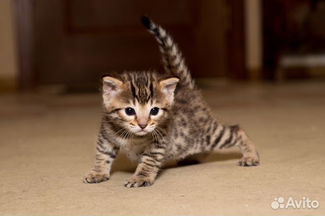 Саванна котёнок