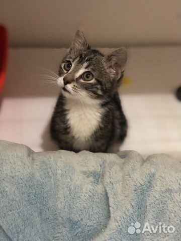 Котенок 2,5 мес