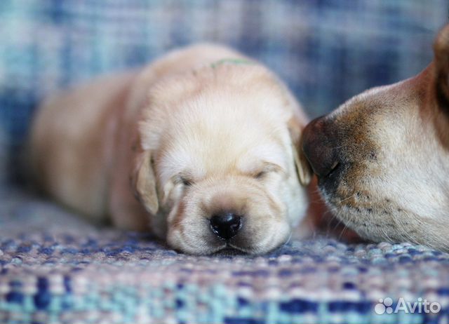 Щенки лабрадора в питомнике karol RUT