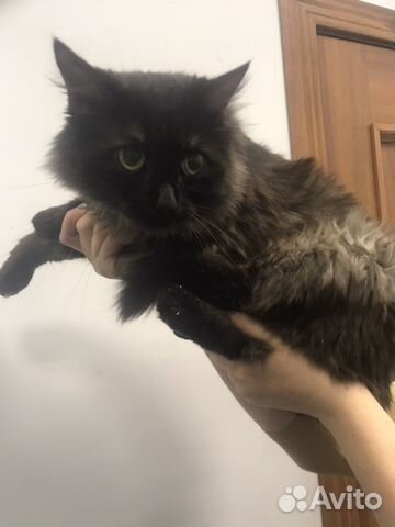 SOS Отдаётся в добрые руки Мусик, кастрирован