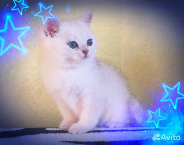 Мальчик Серебристая Шиншилла