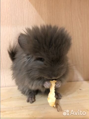 Шиншилла девочка