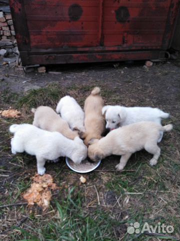 Собачки в добрые руки