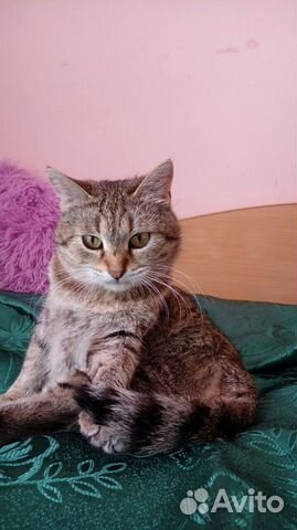 Стерилизванная кошка в добрые руки