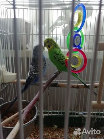 Отдам попугайчиков