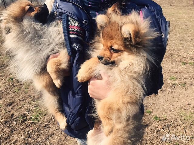 Померанский шпиц