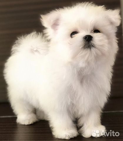 Кукольная девочка мальтезе