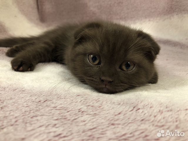 Продаётся котёнок скоттиш-фолд