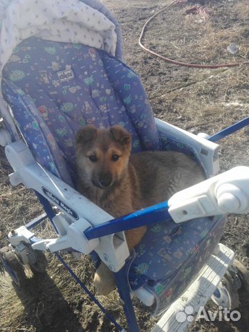 Отдам щенков в добрые руки