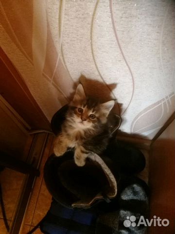 Котята мейн-куны