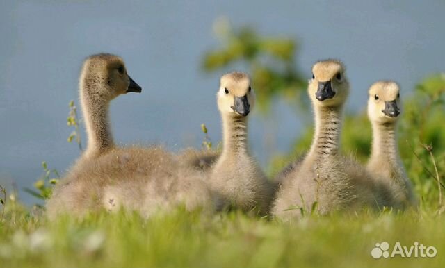 Гусята Утята