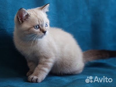 Котята плюшевые