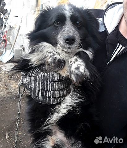 Бимка - миниатюрный охранник