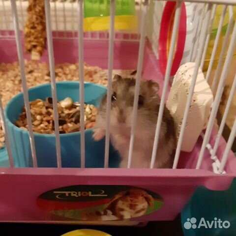 Отдадим вхорошие руки Хомячка "Шуша" ручная