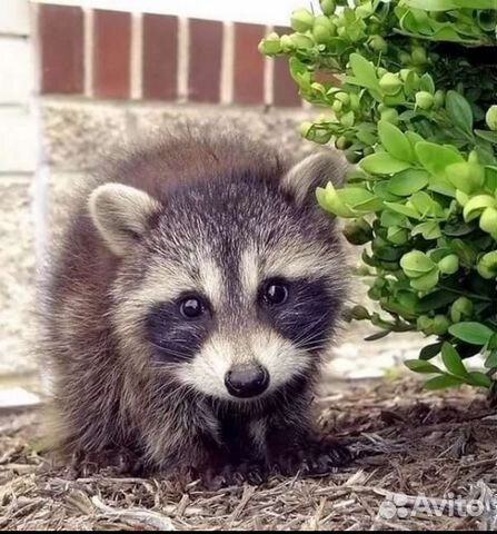 Домашние Грызуны енотики
