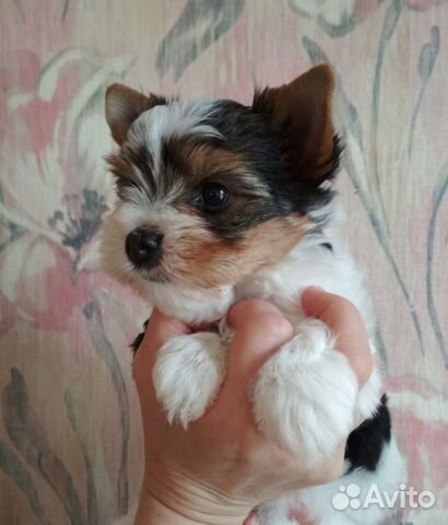 Щенки породы "бивер"