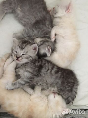 Котята