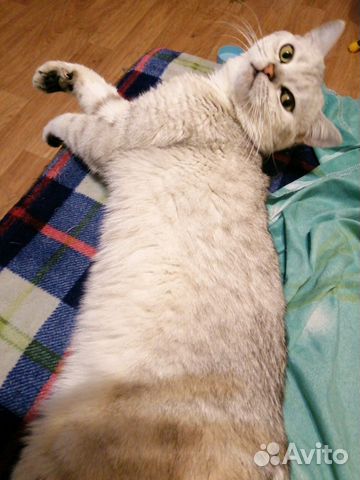 Предлагаю котика на вязку