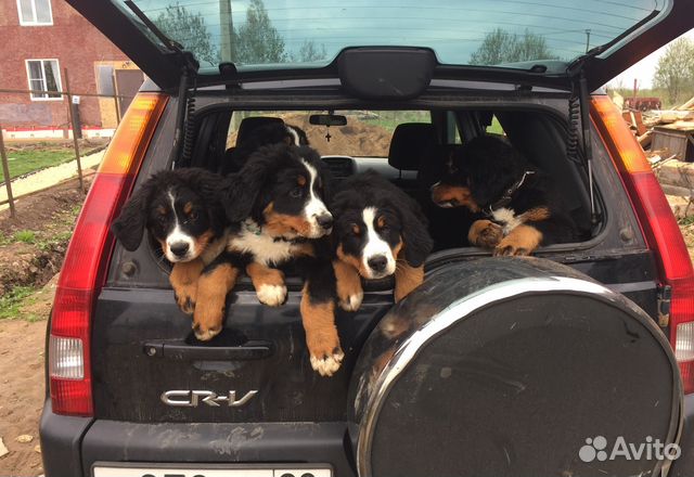 Щенки зенненхунда ждут своих новых хозяев