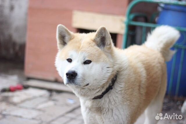 Красивые Щенки Акита-Ину ("Хатико")