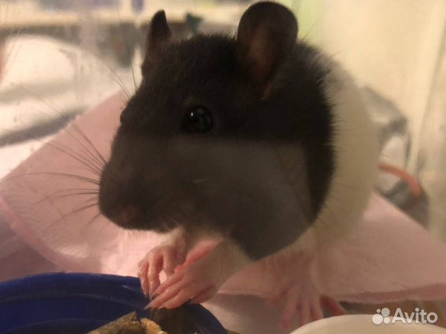 Крыса. Дамбо