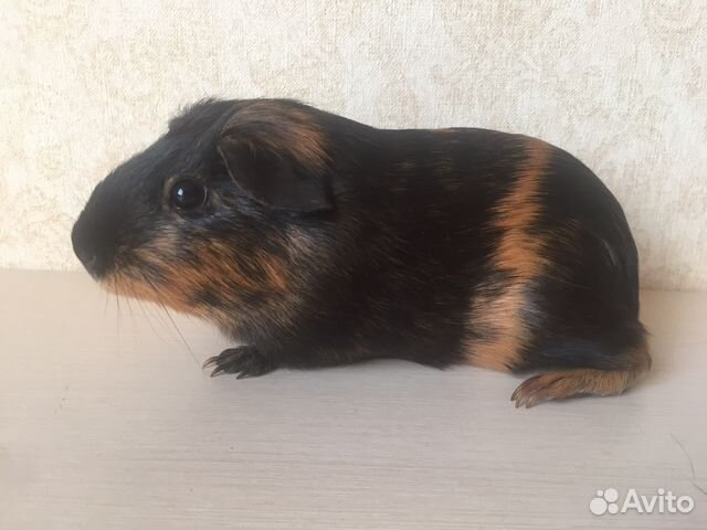 Морская свинка