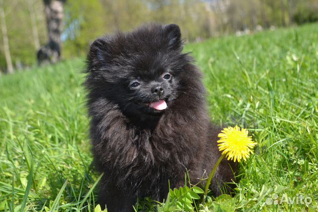 Красотка Бейлис)