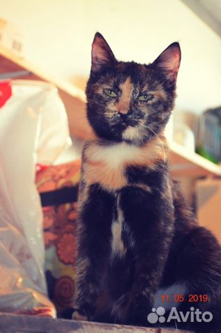 Медочек хочет стать домашней кошечкой